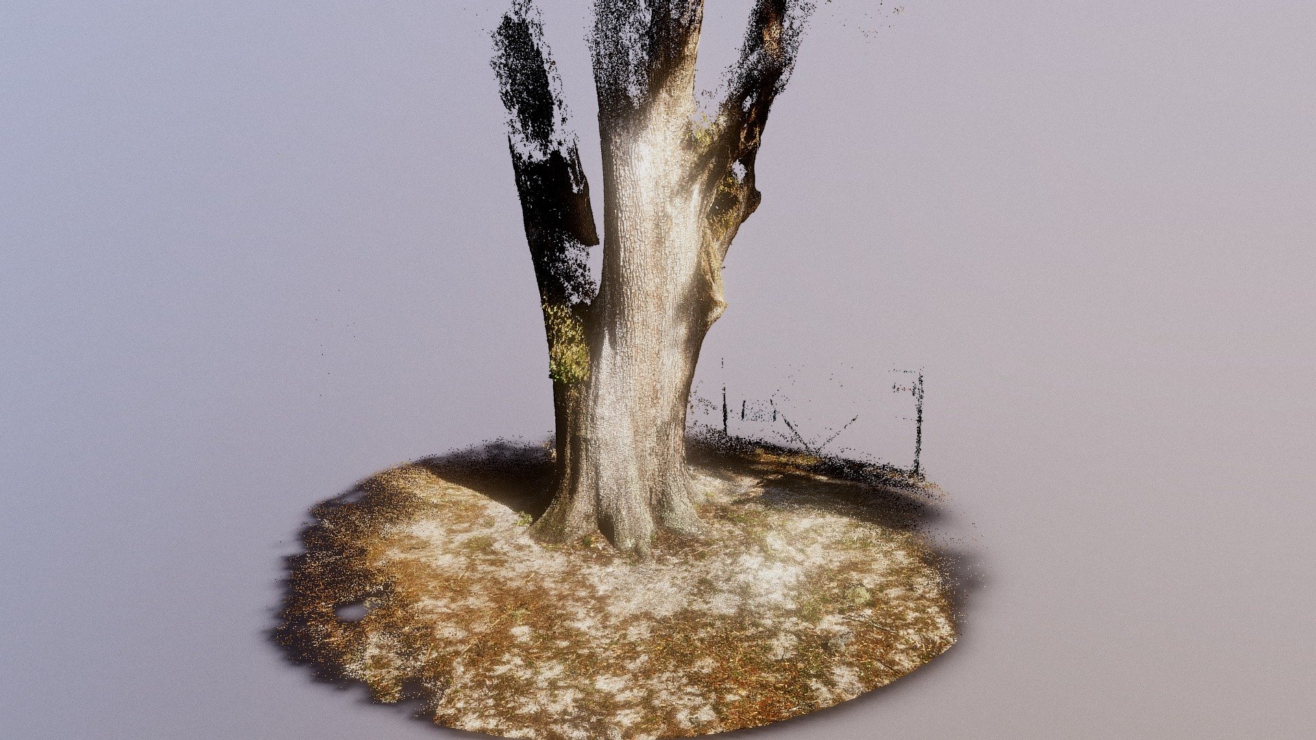 Mighty-oak-trunk-only-pruned-10300k-pts - Download Free 3D model by ...