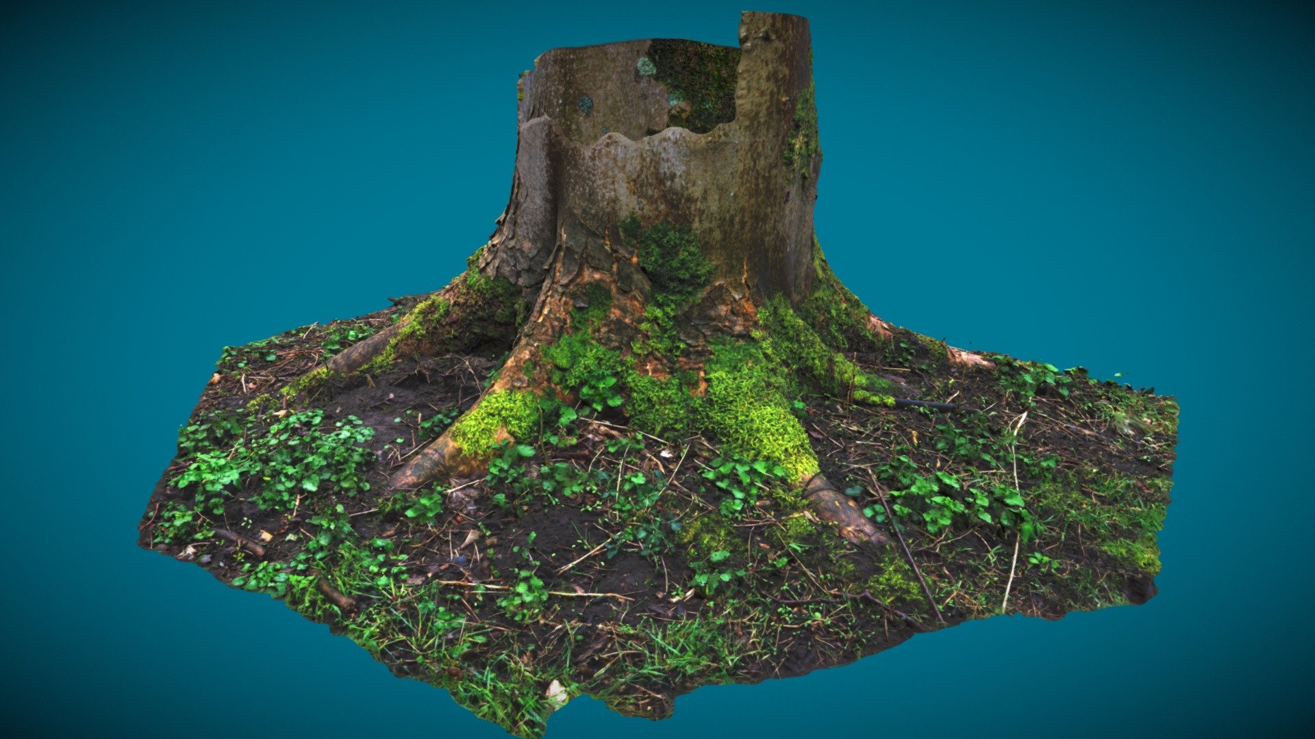 Bergse Bos Tree Base - 3D model by gspeed0689 [b6c9874] - Sketchfab