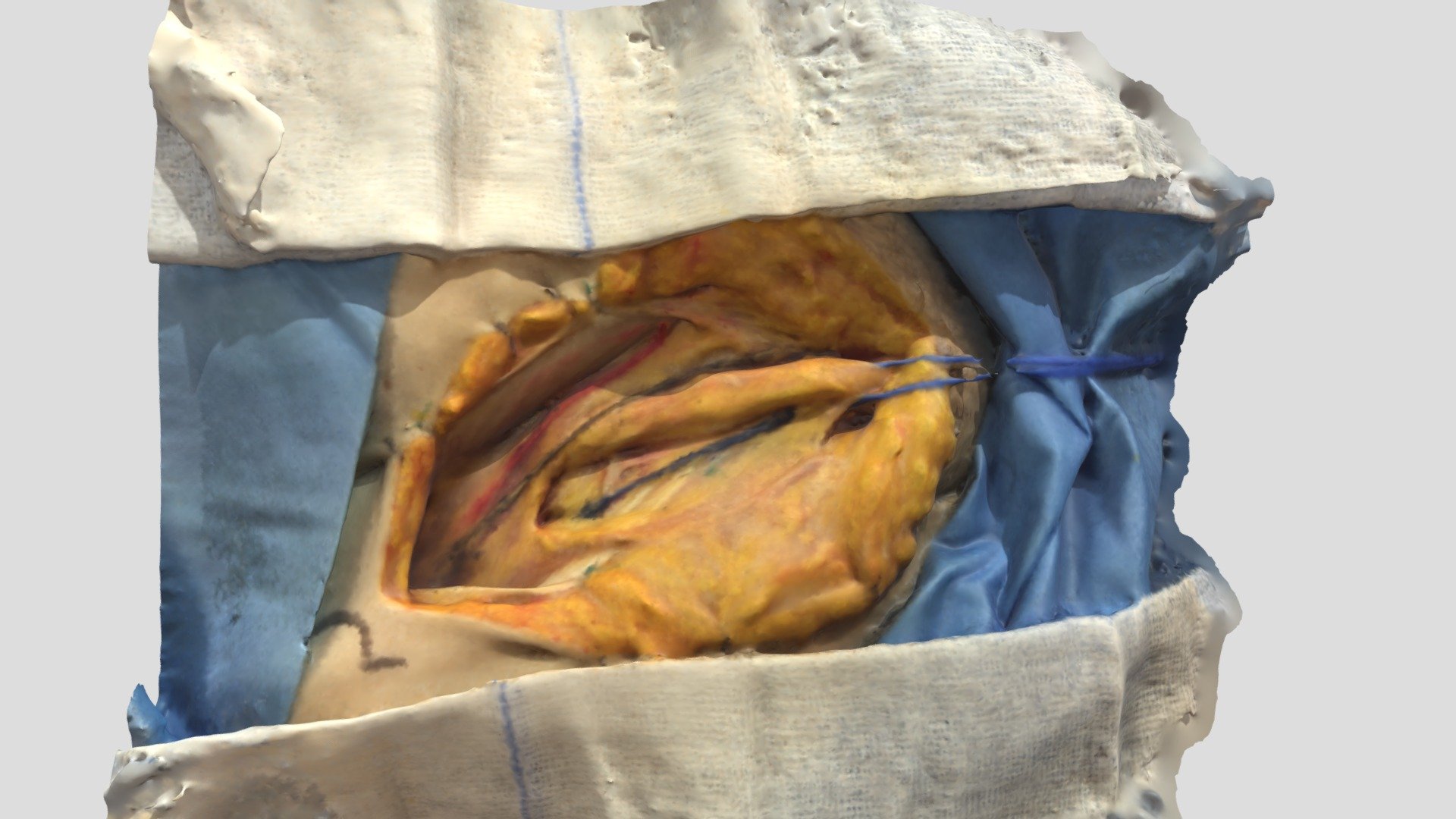 Dissection test - 3D model by janaine.golonka [b6ce139] - Sketchfab
