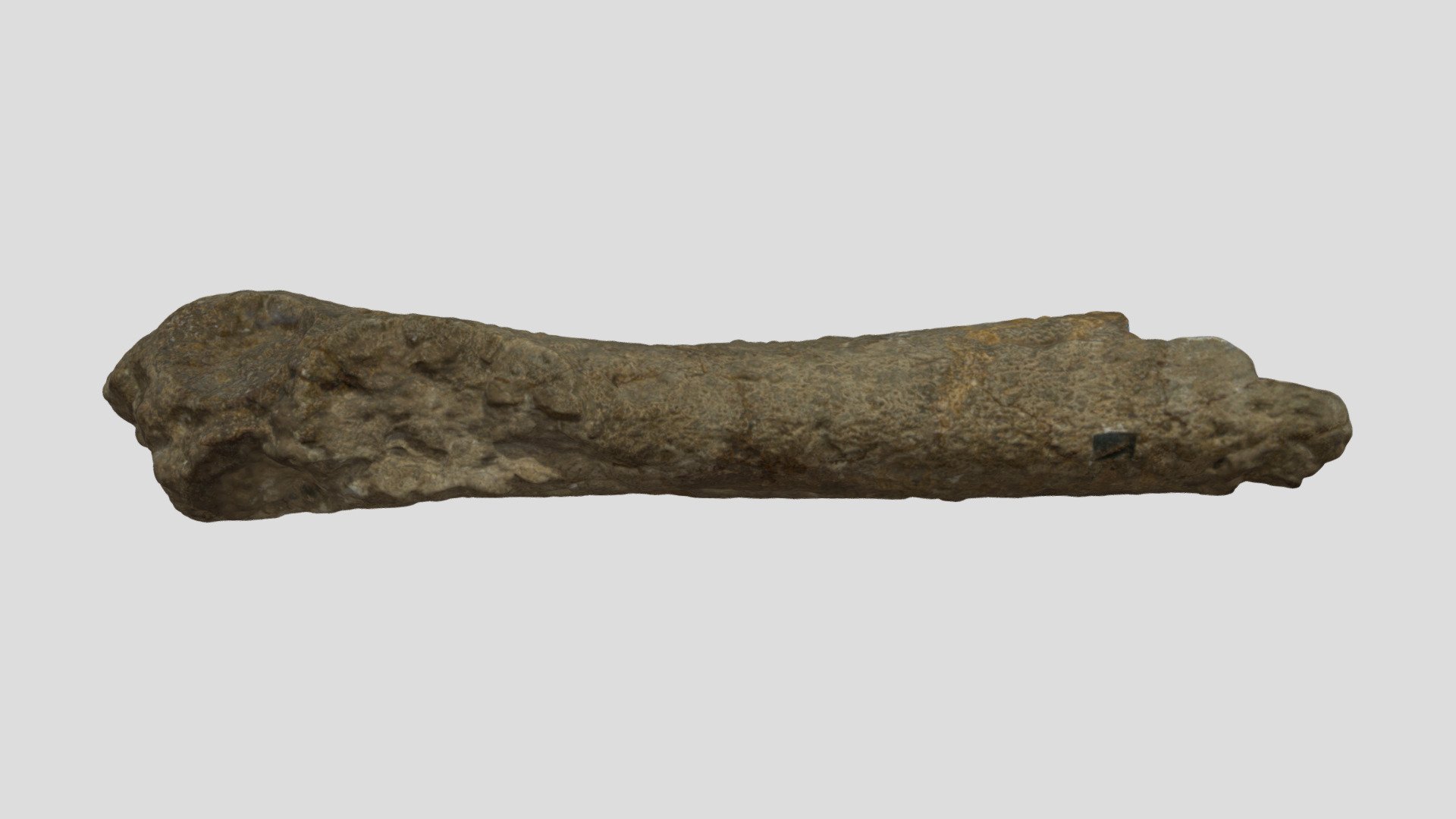 Doedicurus clavicaudatus_PIMUZ_AV_459 - 3D model by Palaeontological ...