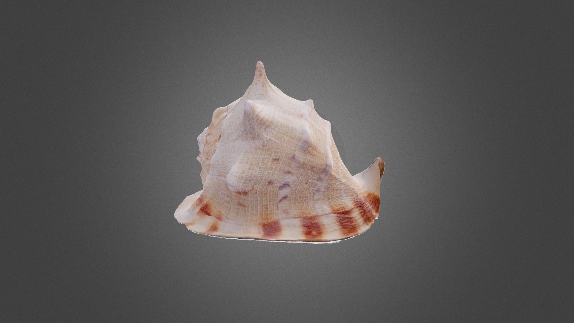 Tioman Conch Shell - 3D model by Hui Shi (@hueesh) [b6db9ce] - Sketchfab