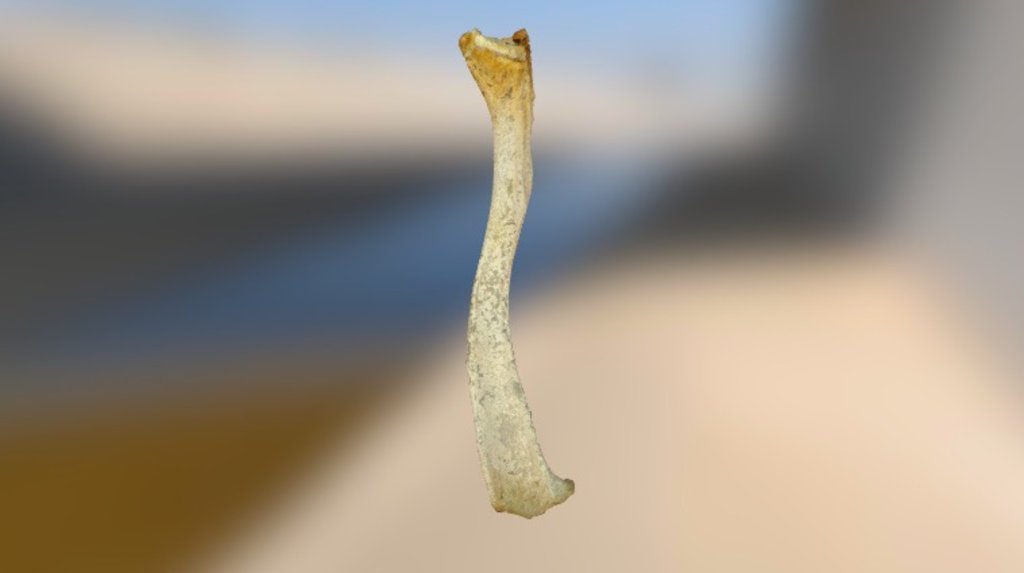 Beaver Tibia (Right) (VCU_3D_1627) - Download Free 3D model by Virtual ...