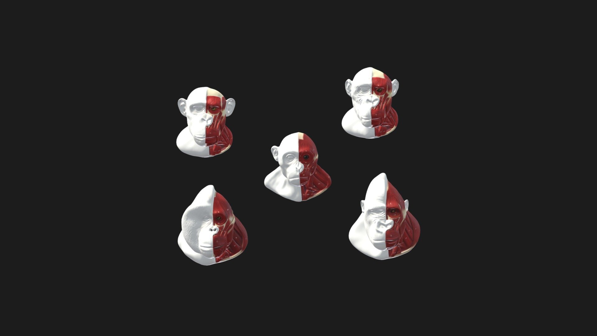 Labeled Ape Head & Neck Reconstructions - Download Free 3D model by ...