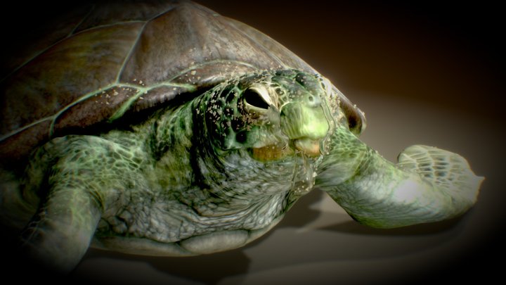 Turtle 3D models - Sketchfab