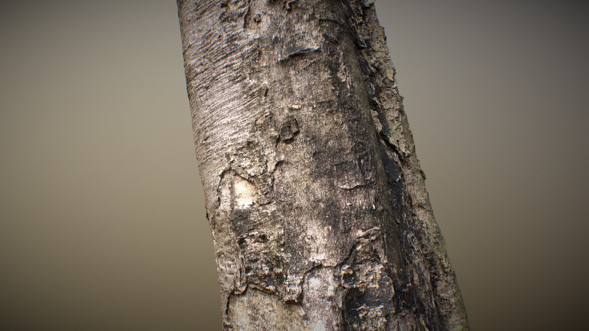 RealityScan - Tree Bark - Download Free 3D model by Prototype:0.rang.E ...