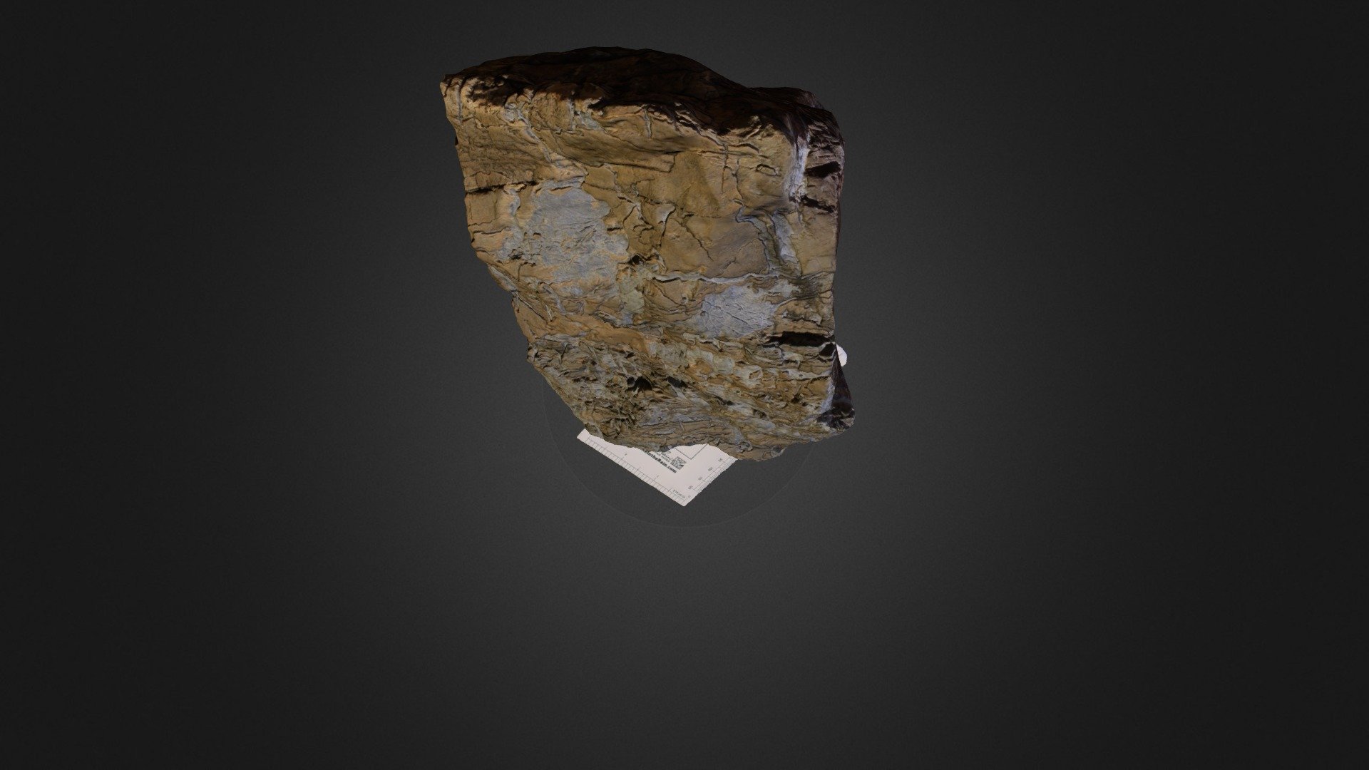 Molar Tooth-Scale Included - 3D model by gardtess [b6f2b10] - Sketchfab
