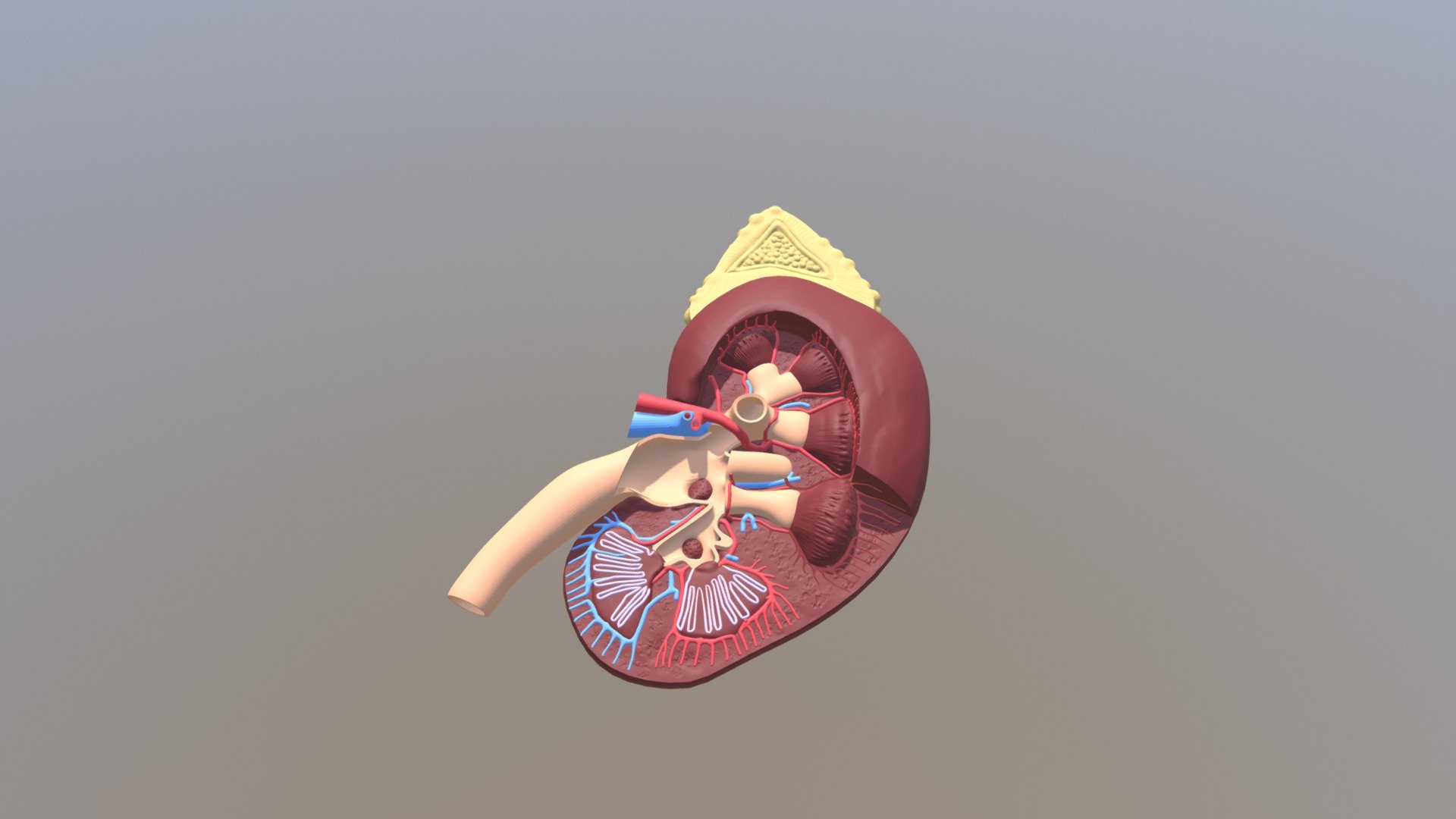 Kidney / Почка - 3D model by Fablab Station (@woolpit) [b6fc904 ...