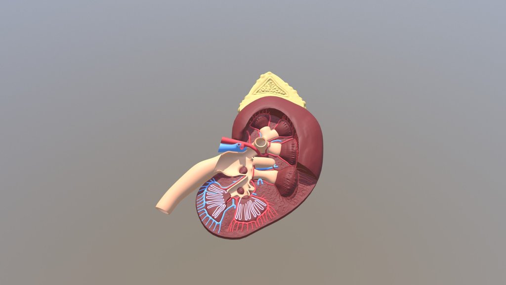 kidney - A 3D model collection by edition - Sketchfab