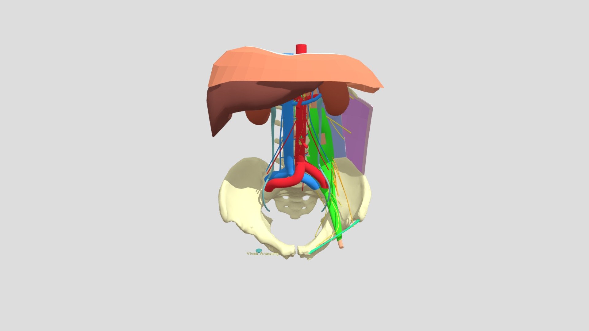 Retroperitoneum 1: All structures - 3D model by VivekAnatomy [b702d34 ...