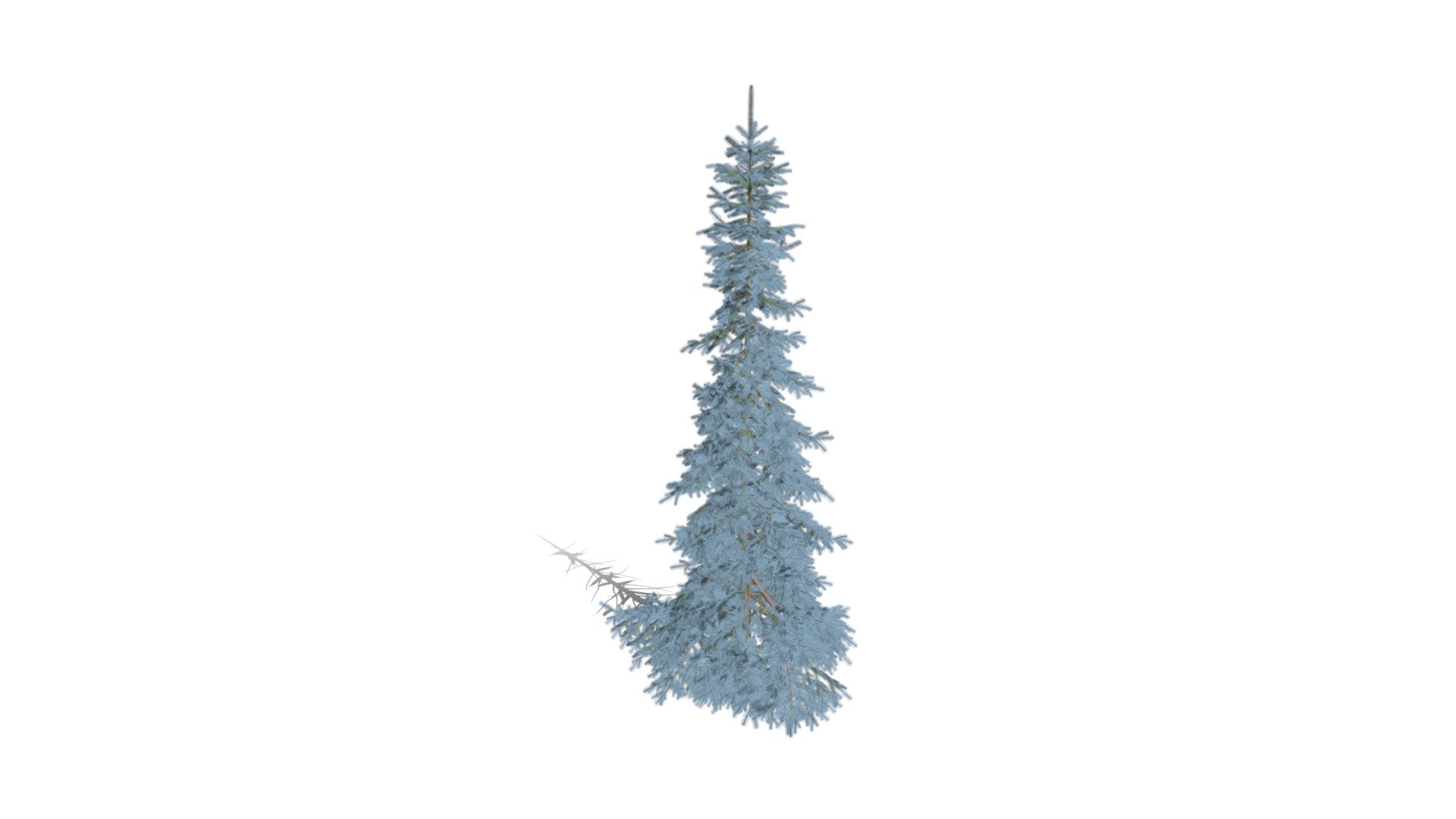 Realistic HD Colorado Blue spruce Koster (3/43) - Buy Royalty Free 3D ...