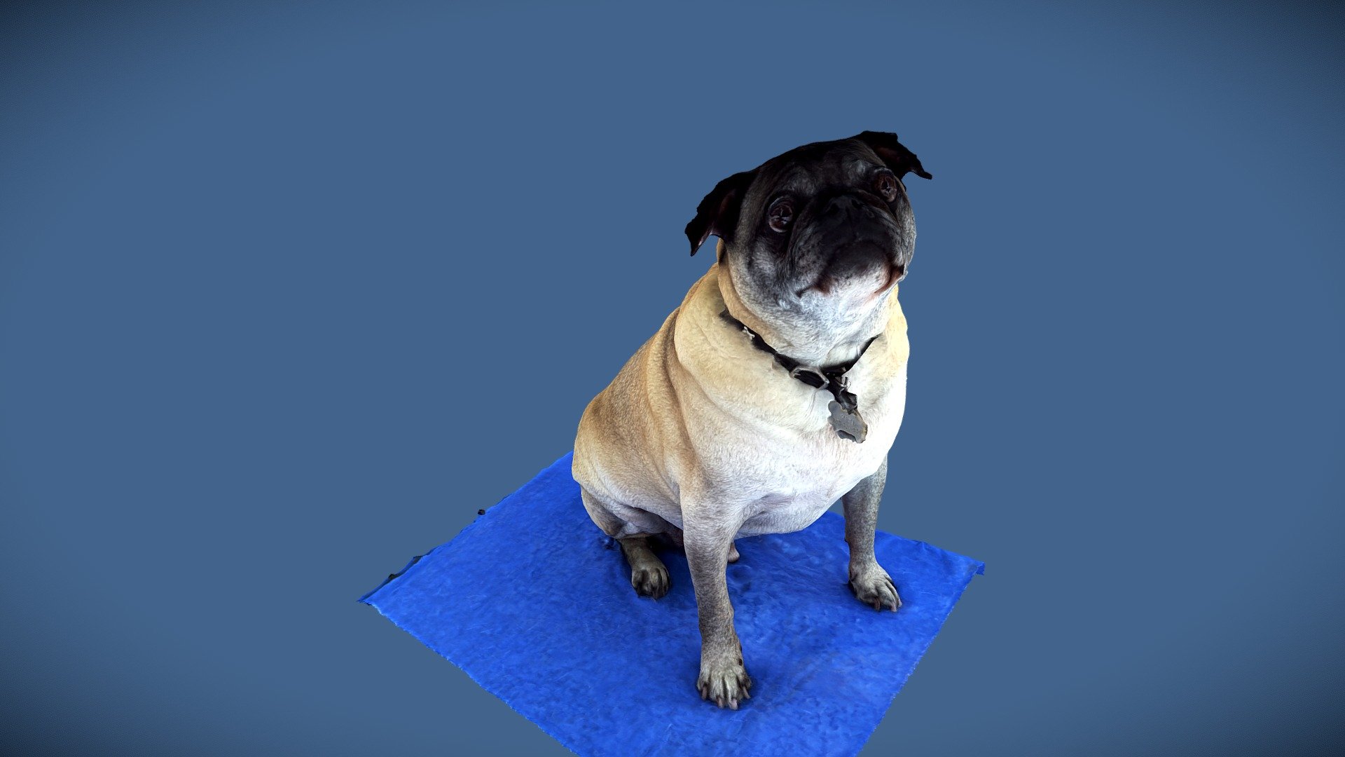 Zeke a pug like "MIB" scan by QuickPic3D QP104HR - 3D model by ...