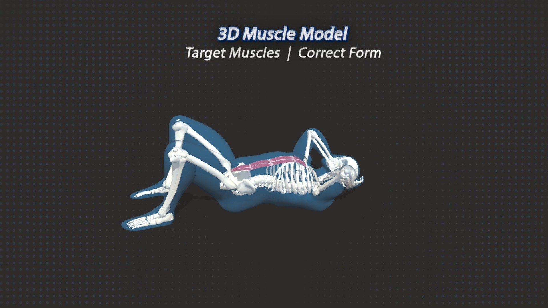 95. Bodyweight Crunch - 3D model by Mike - 3D Muscle Model ...
