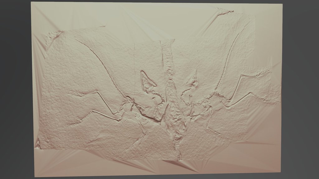 Archaeopteryx - A 3D model collection by m.o.heller - Sketchfab
