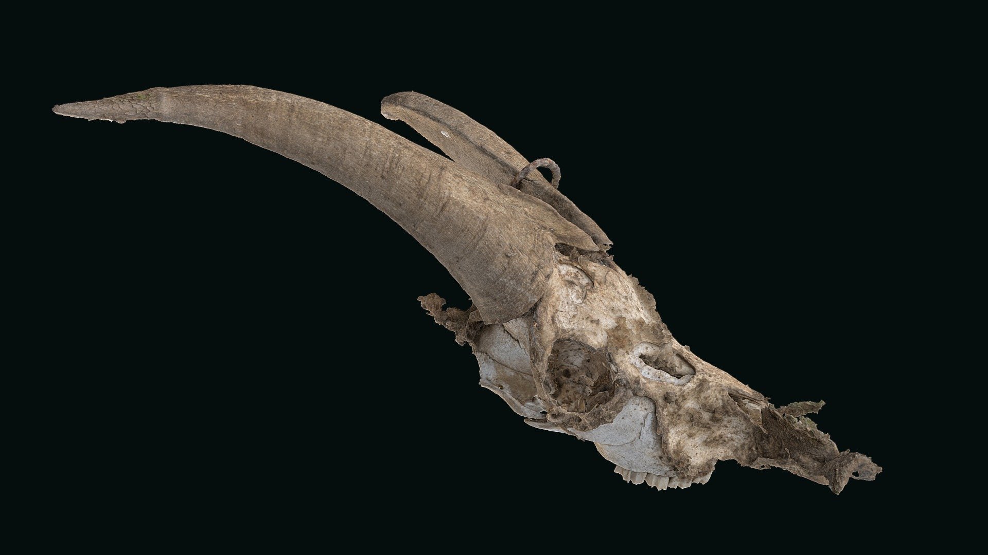 Aries skull photogrammetry - Buy Royalty Free 3D model by Saulius.Zaura ...