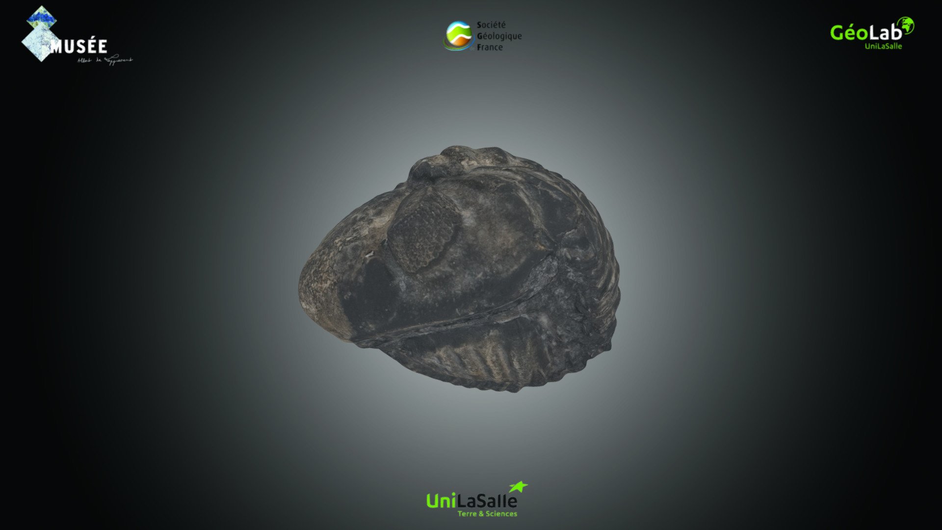 Trilobite - Phacops africanus - Download Free 3D model by Société ...