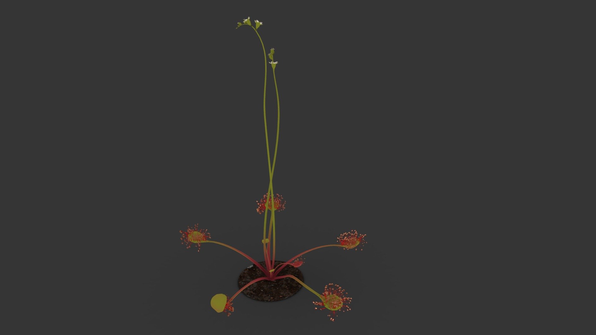 Rosiczka / sundew / Drosera rotundifolia 2 - Buy Royalty Free 3D model ...