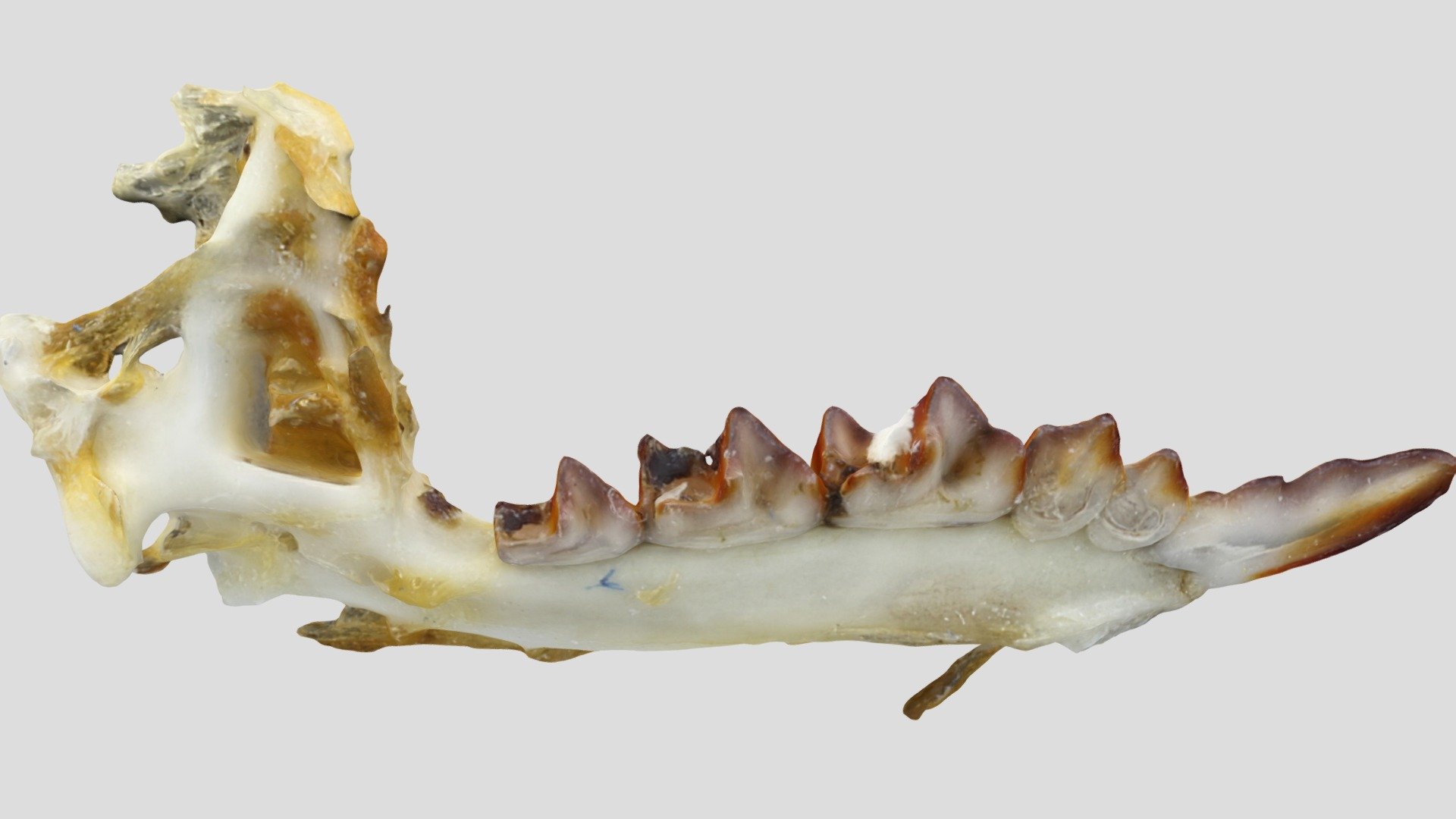 UWYMV:Mamm:2234, Sorex nanus, Left Mandible - Download Free 3D model by ...