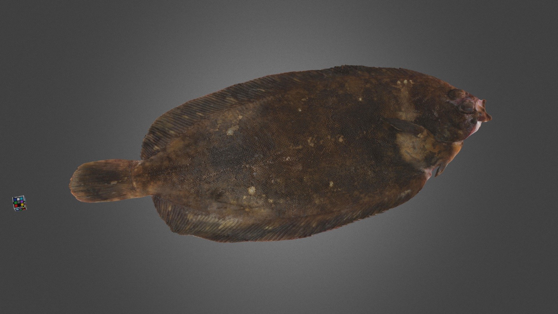 ババガレイ Slime Flounder, Microstomus achne - Download Free 3D model by ...