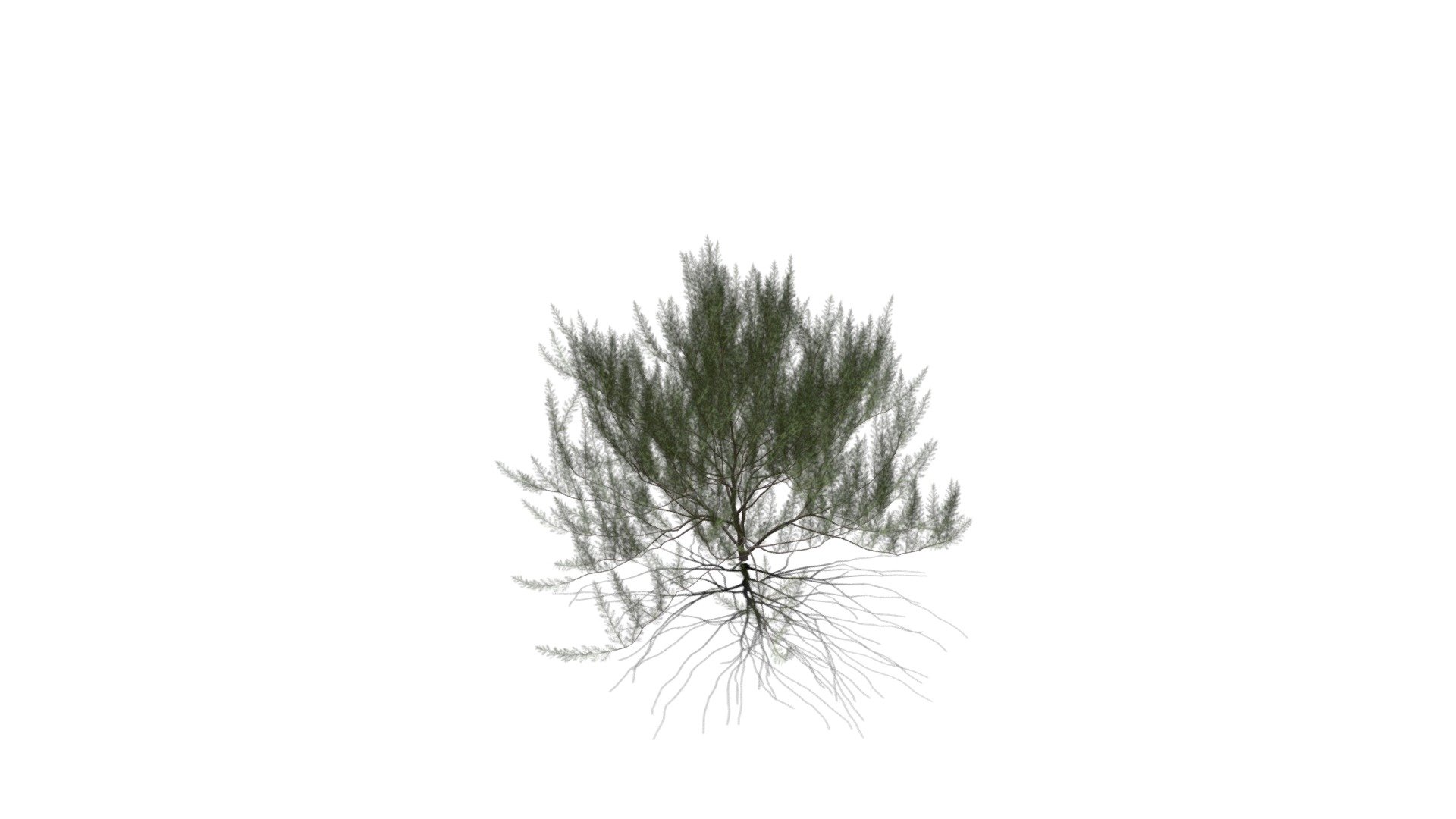Realistic HD French tamarisk (13/20) - Download Free 3D model by ...