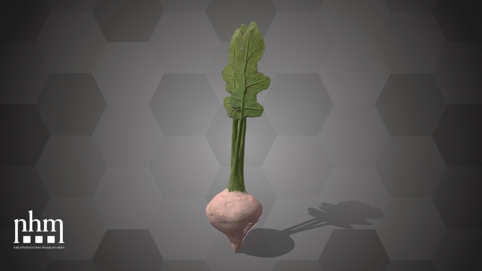 Shalgam (NHMW-AFW-DING-0046-078) - Download Free 3D model by Natural ...