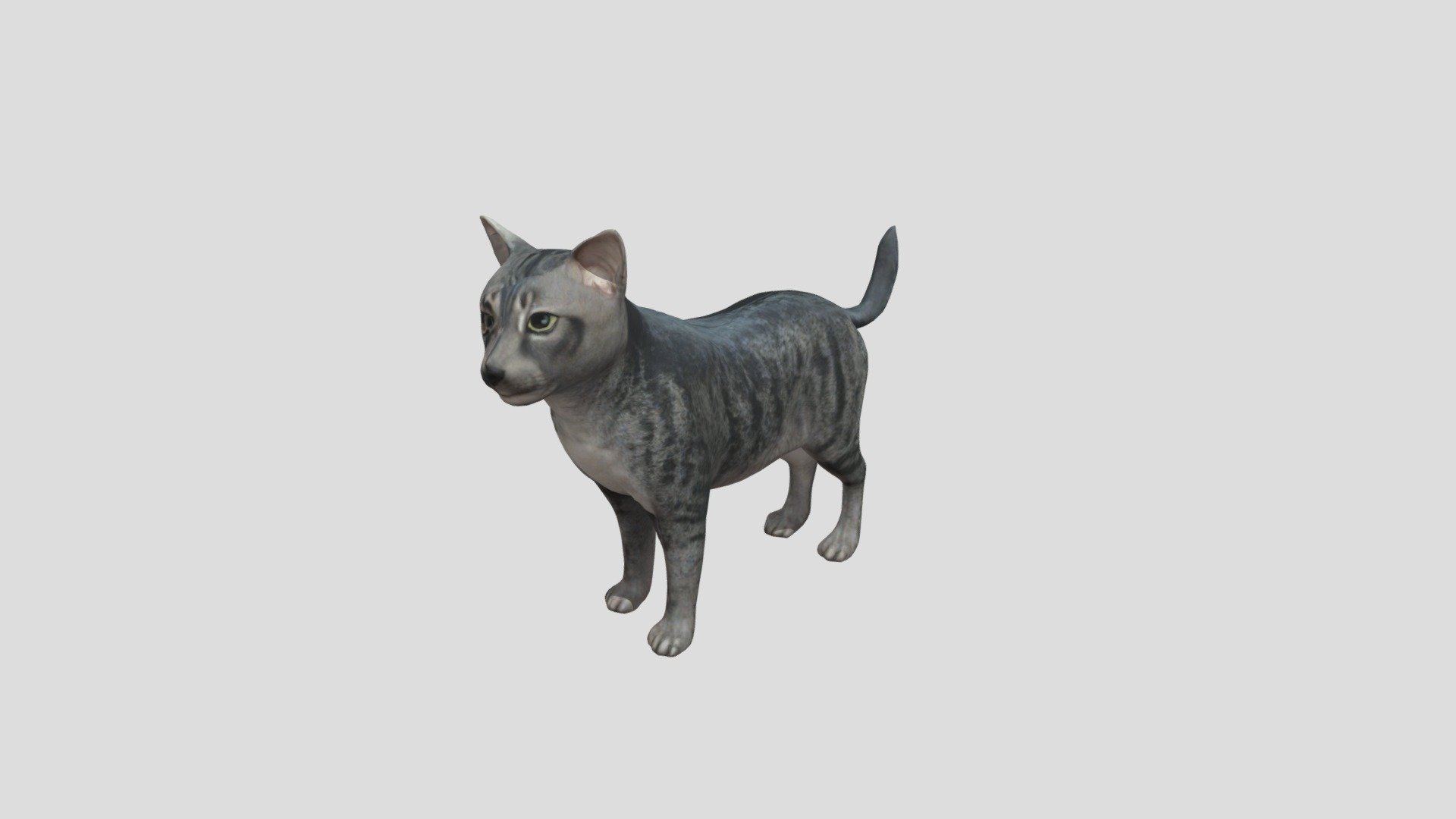 Curious_ Tabby_0313153728_texture - 3D model by dcs.ink [b75faaf ...