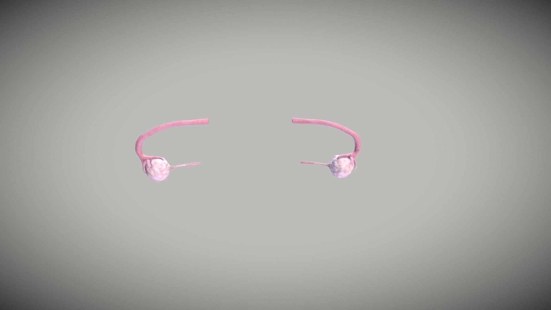 Human ovary and oviduct - 3D model by Tinahermansson [b76061e] - Sketchfab