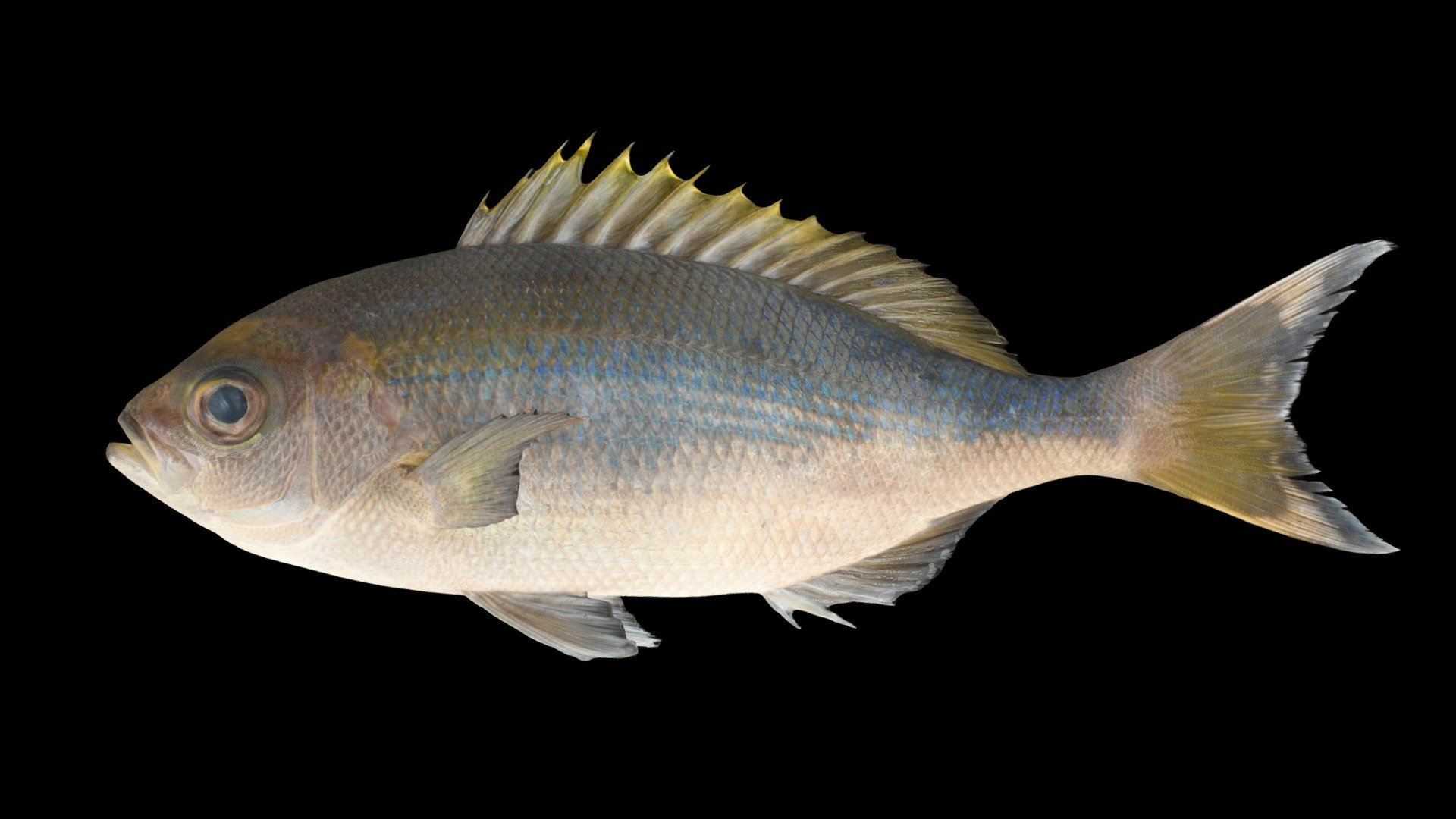 アオダイ 🐟 Japanese Snapper, Paracaesio caerulea - Download Free 3D model ...