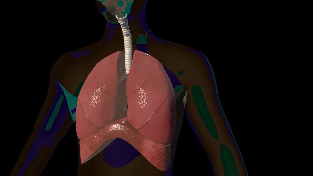 Respiratory System - 3D model by Pol Menéndez (@polroute66) [b76a755 ...