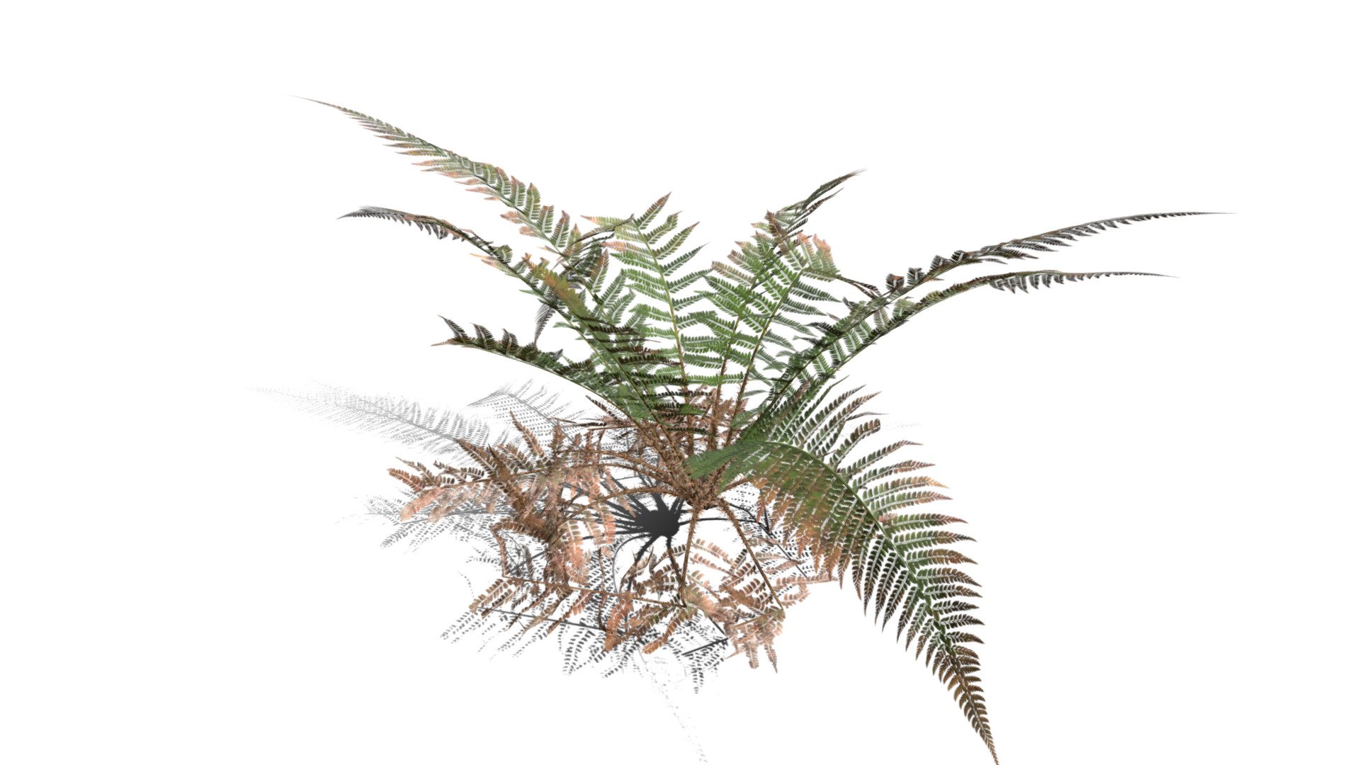 Realistic HD Male fern (17/50) - Download Free 3D model by PlantCatalog ...