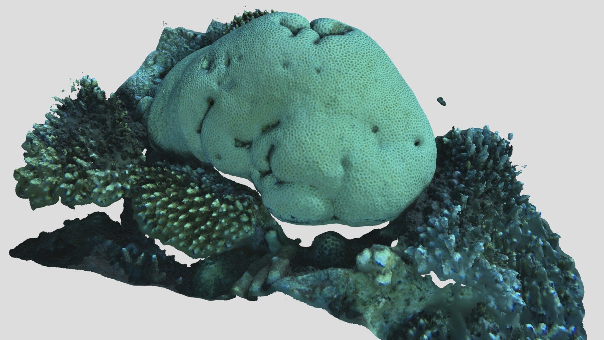 Corail NYD - Ilot Bambo - Mayotte - 3D model by DroneGo (@JeromeMathey ...