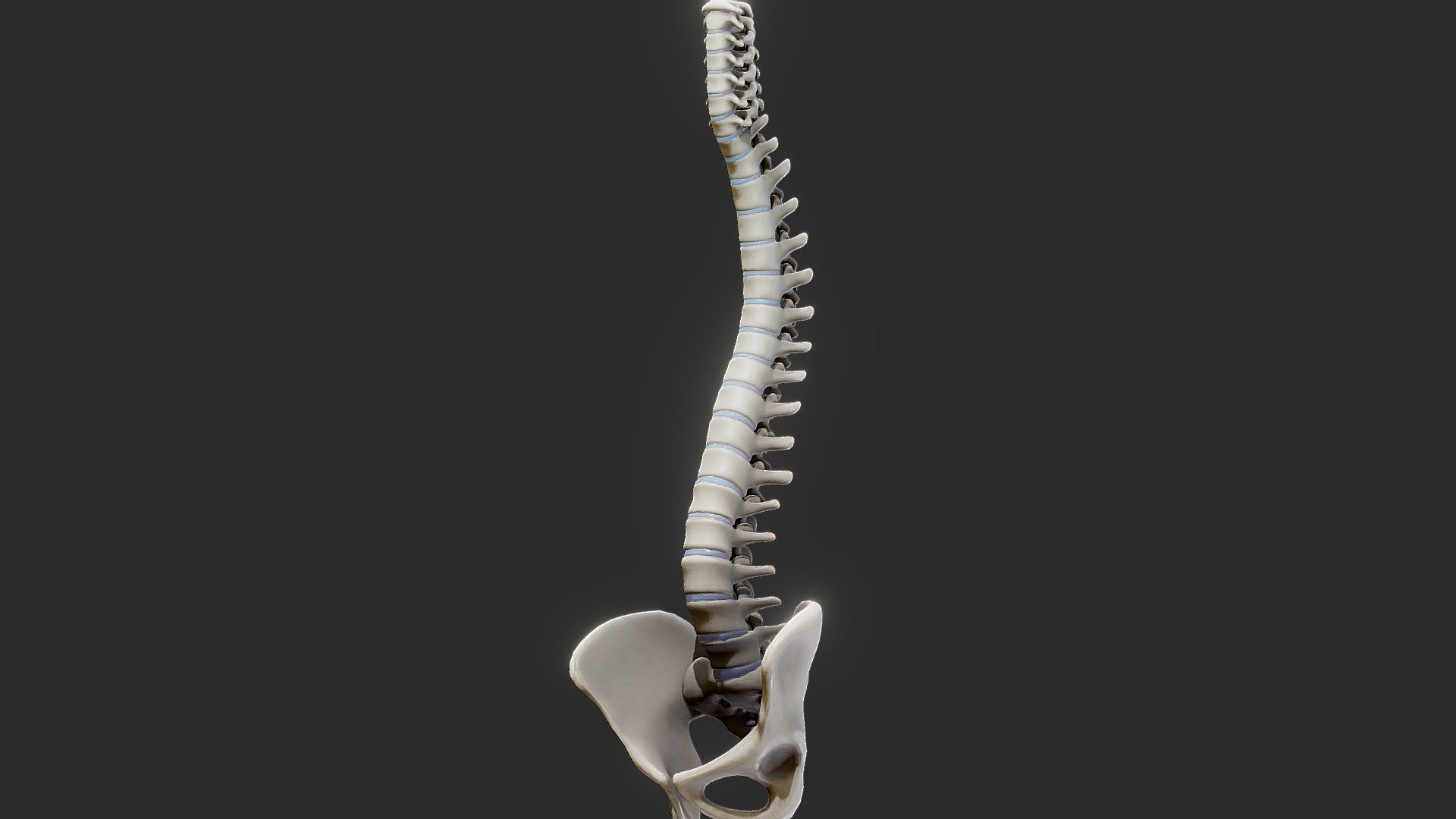 Spine Anatomy - Buy Royalty Free 3D model by zames1992 [b776032] - Sketchfab Store