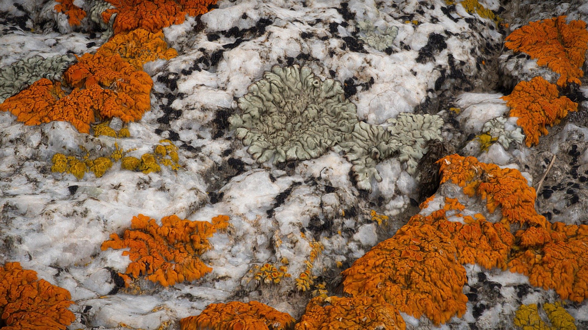 Lichens on Granite - Montana - Buy Royalty Free 3D model by TShahan ...