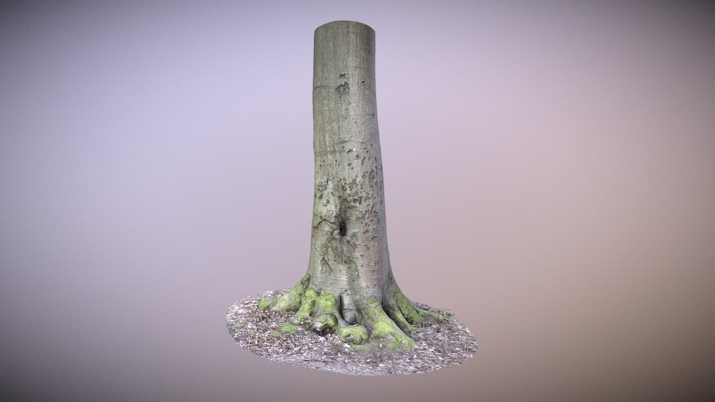 Tree trunk in forest 1 - Download Free 3D model by 3dhdscan [b7763f8 ...