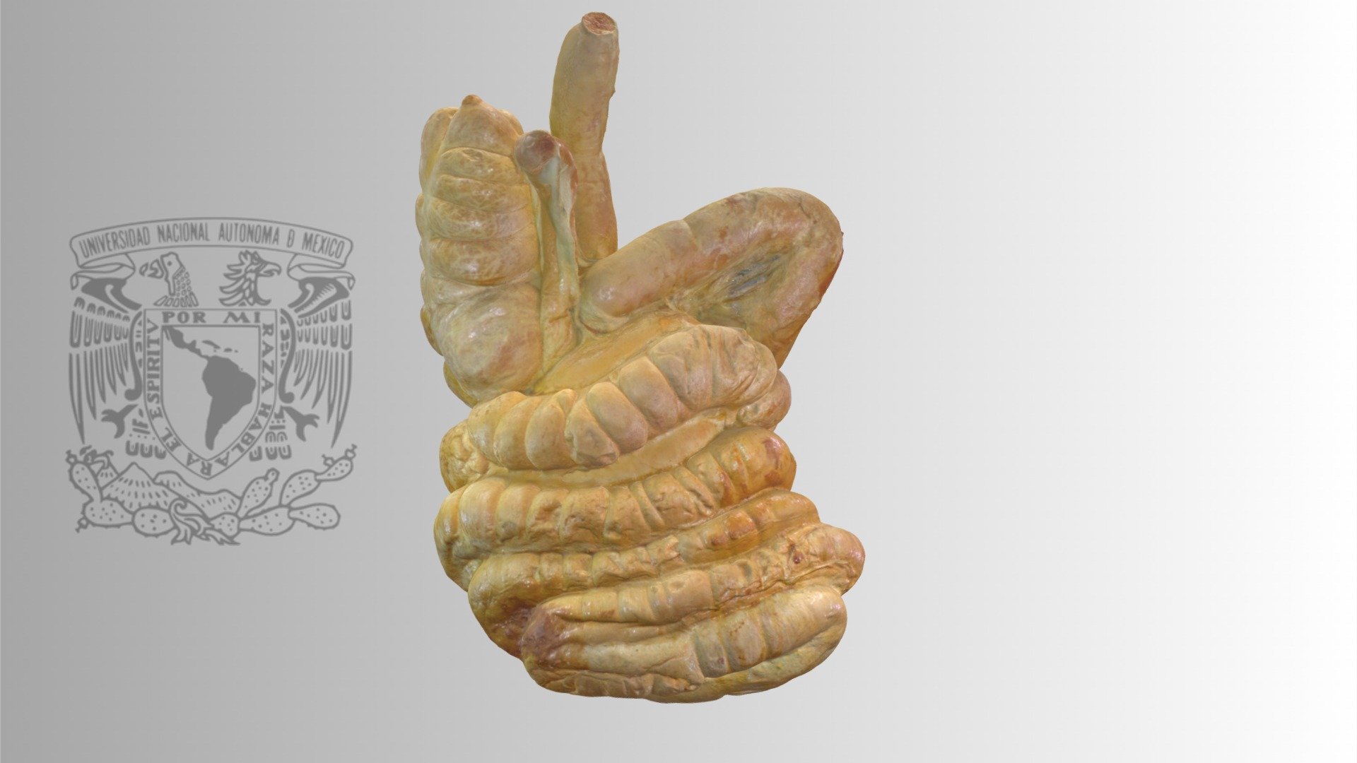 Swine colon and cecum - 3D model by Diego Mauricio Vera Rdz ...