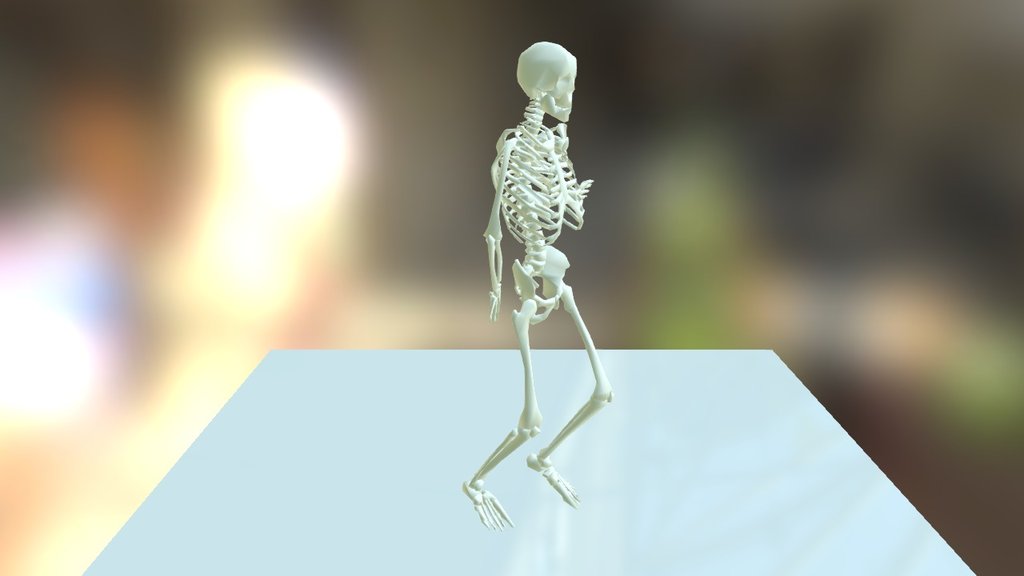 Skleton - 3D model by Dumenieu Alain (@dumenieu) [b78deed] - Sketchfab