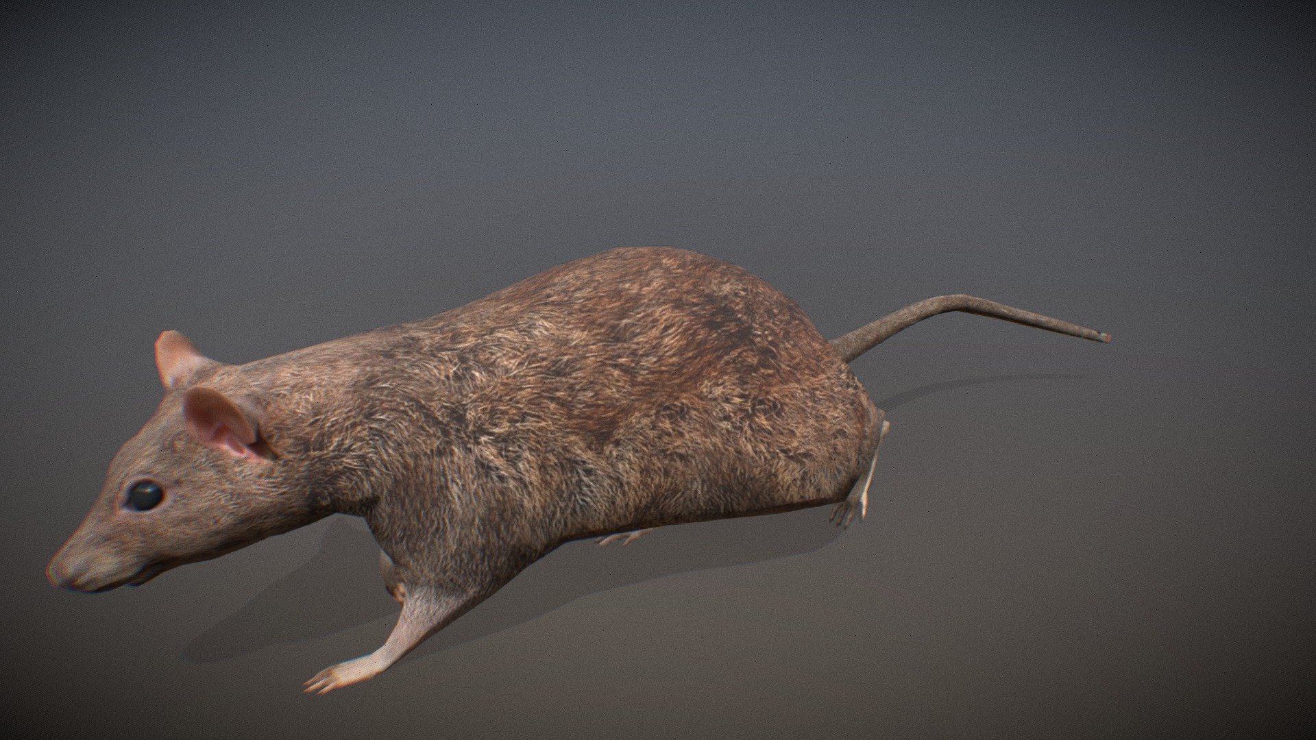 Animalia - Rat - 3D model by GiM (@GamesInMotion) [b7903ec] - Sketchfab