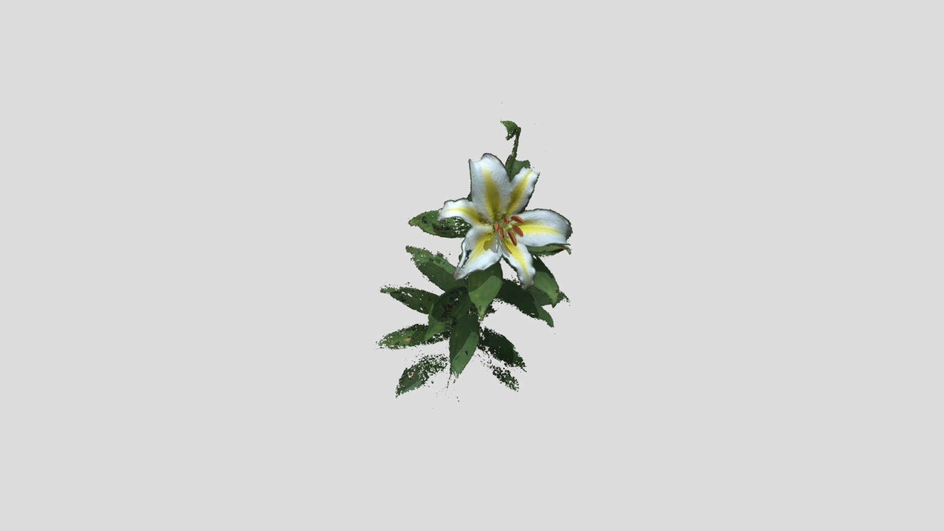 Lilium Auratum Var Platyphyllum - 作百合 - Download Free 3D model by light ...