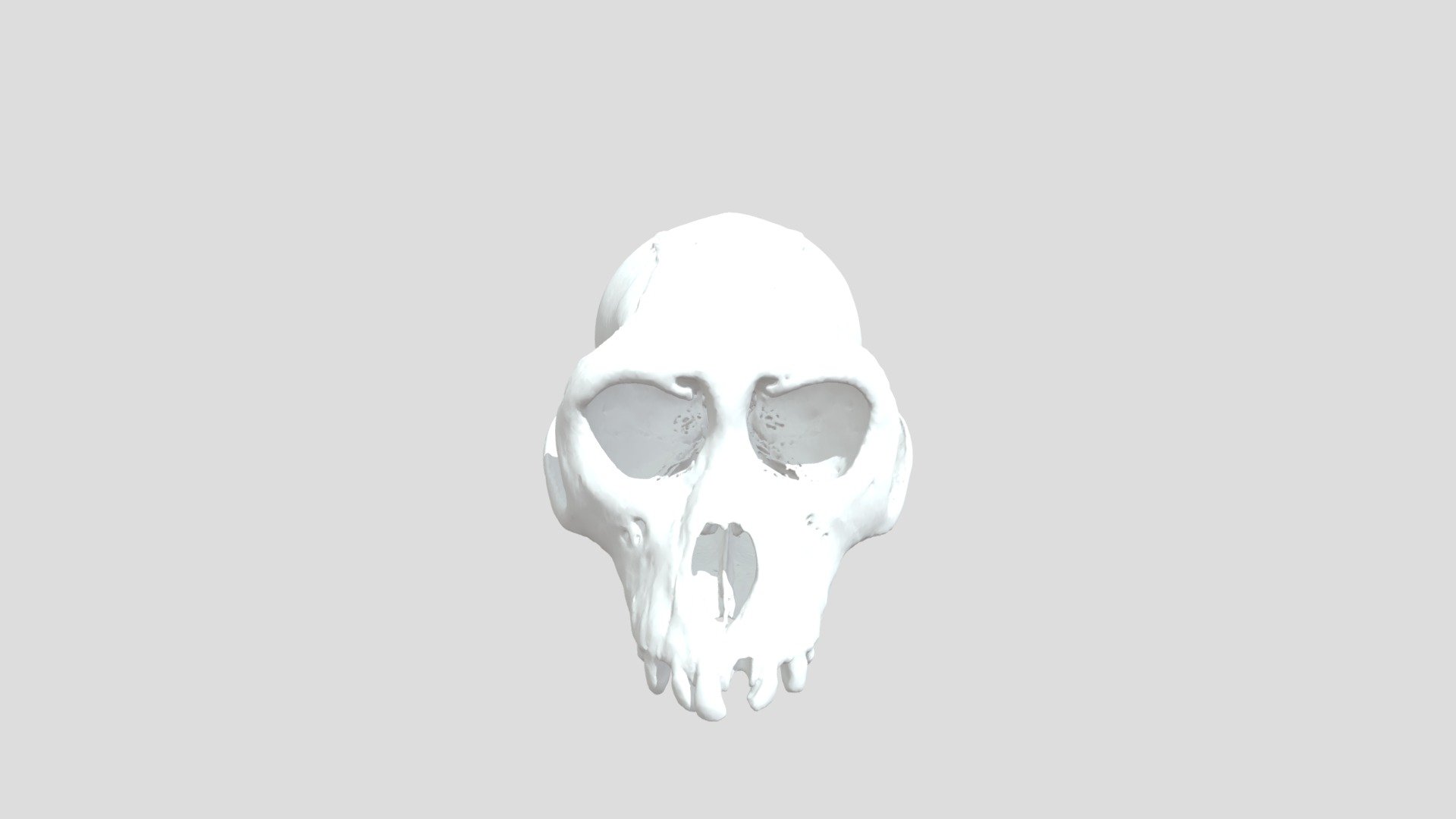 No. 1 Cranium - 3D model by ZCofran [b79b24d] - Sketchfab