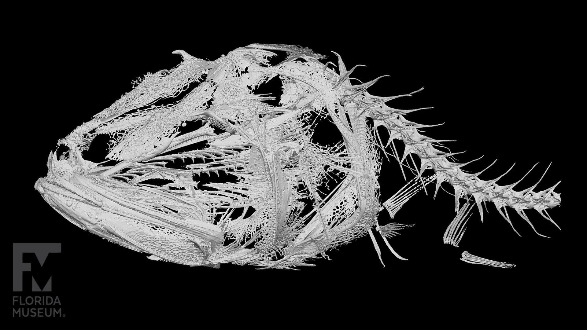 Redmouth Whalefish CT Scan, Rondeletiidae - 3D model by FloridaMuseum ...