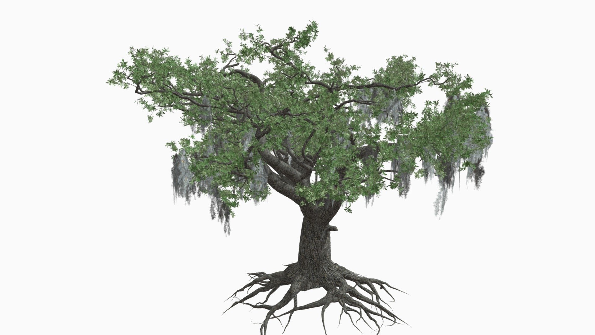 Live Oak Tree #06 - Buy Royalty Free 3D model by meshshape [b7a25ff ...