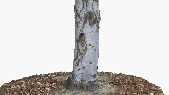 Populus 3D models - Sketchfab