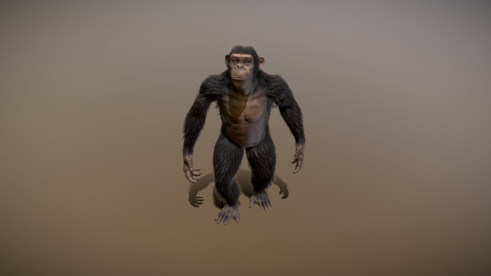 Chimpanzee study - 3D model by huyngo [b7b18c3] - Sketchfab