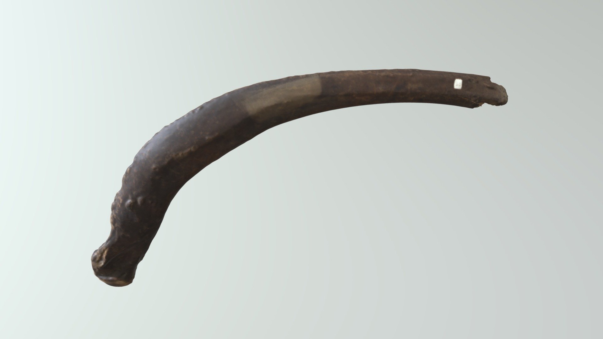 Mastodon Rib (VCU_3D_4190) - 3D model by Virtual Curation Lab ...
