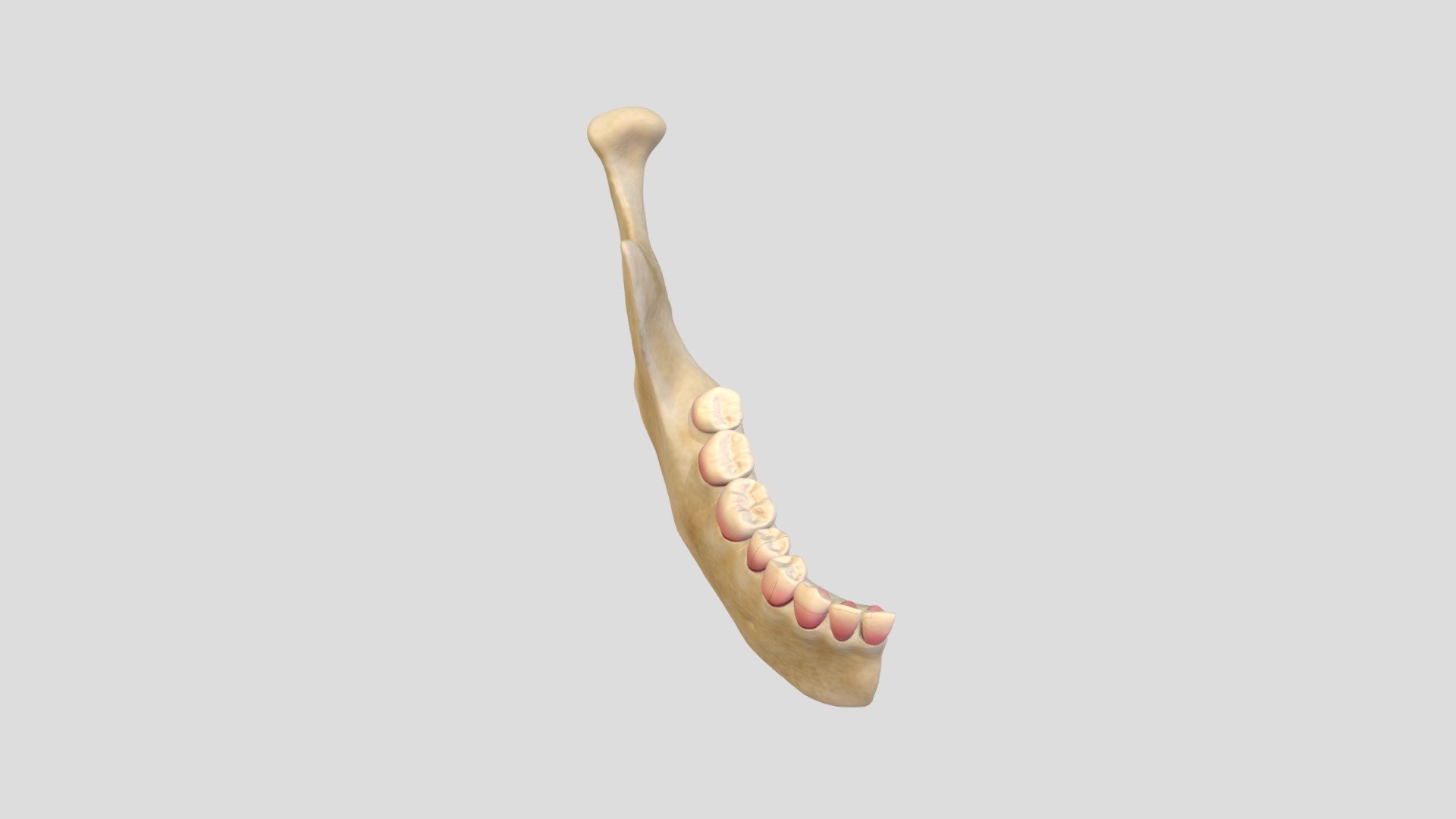 Post-mortem Pink Teeth - 3D model by University of Dundee, CAHID ...