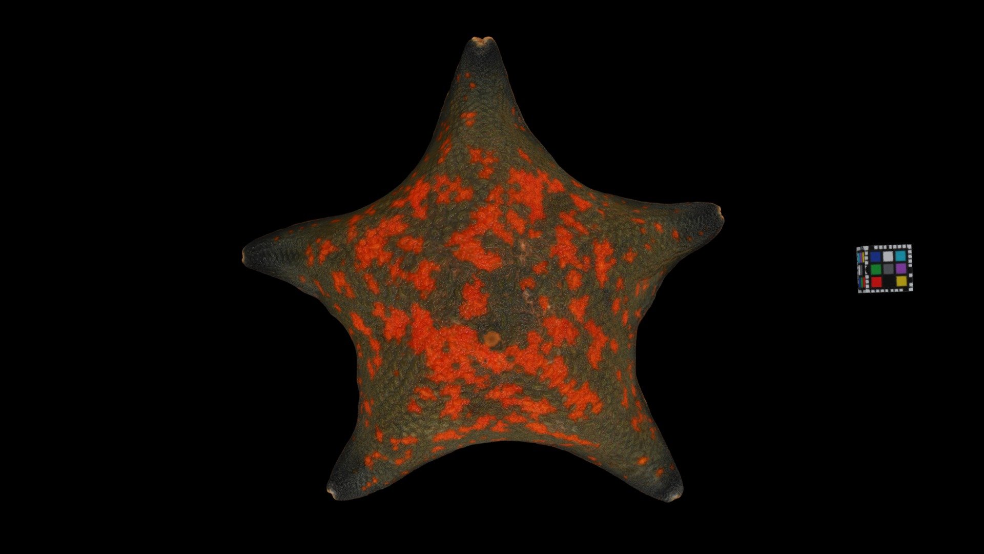 イトマキヒトデ Blue Bat Star, Patiria pectinifera - Download Free 3D model by ...