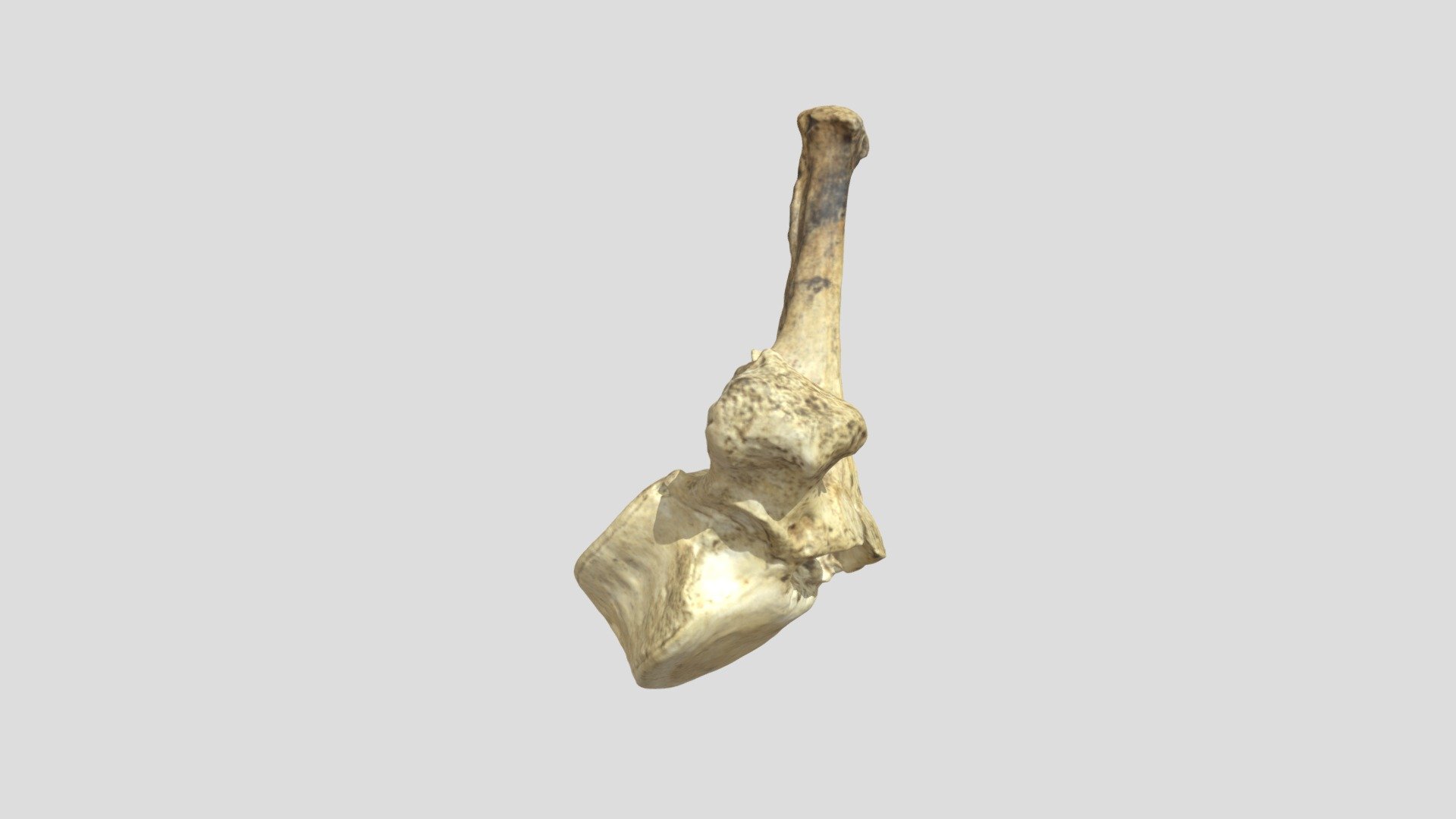 mastodon-vertebra-vcu_3d_3912 - Download Free 3D model by 20nemewil ...