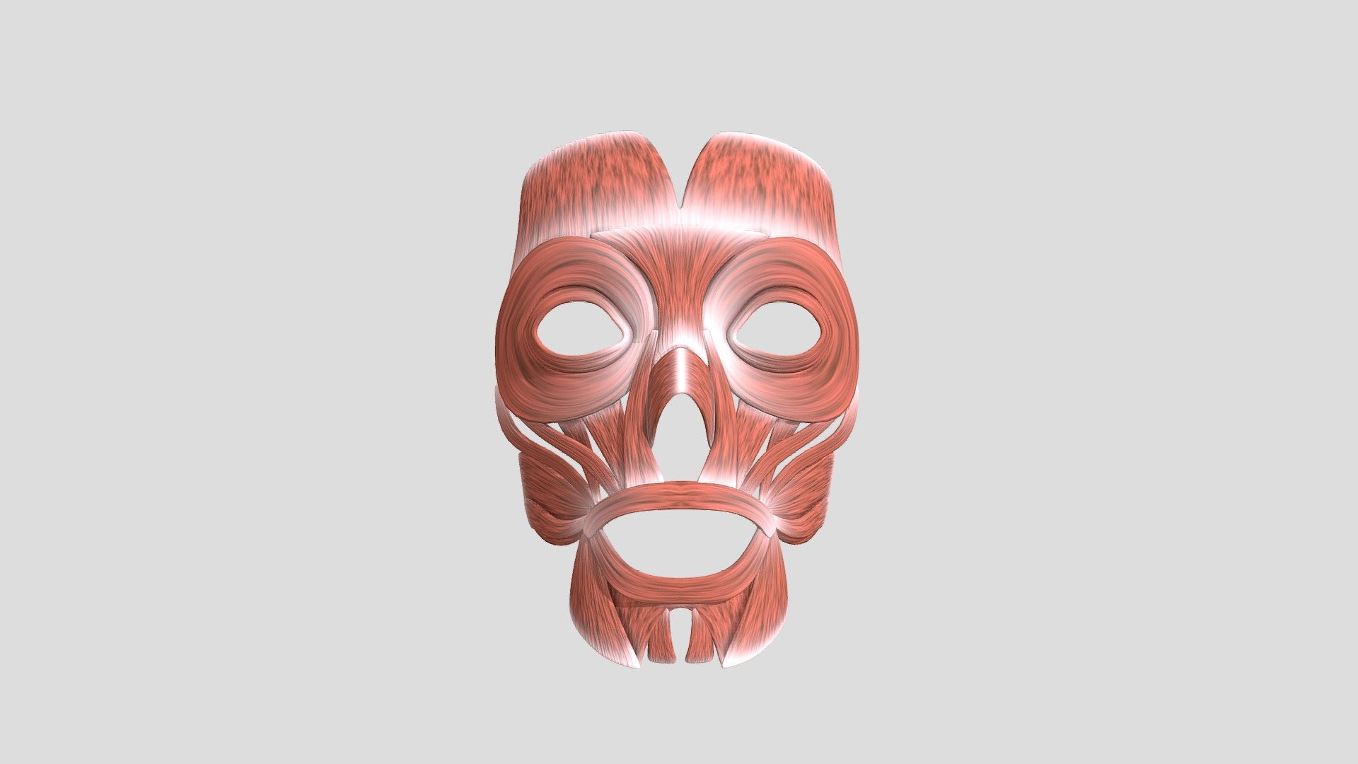 Face Muscles - 3D model by FaceReality [b7c0e35] - Sketchfab