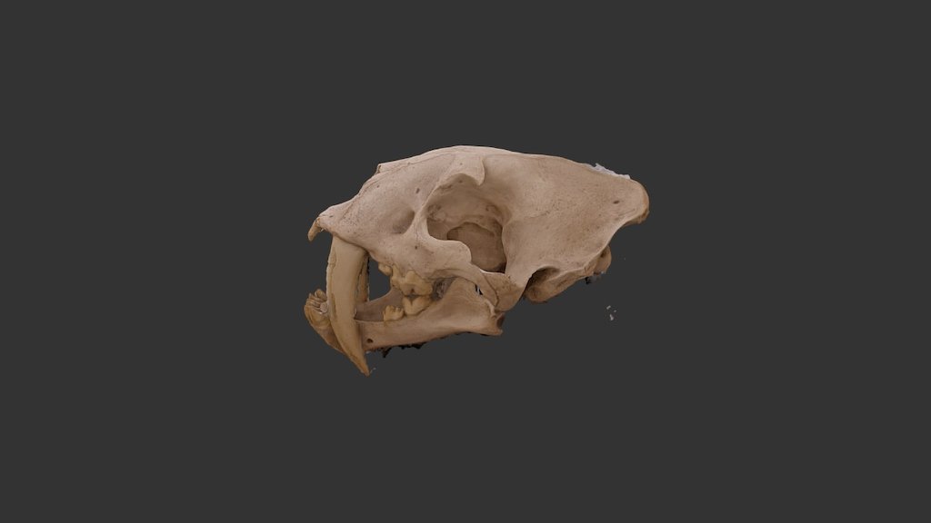 Smilodon - 3D model by cmj.francis [b7c12ce] - Sketchfab