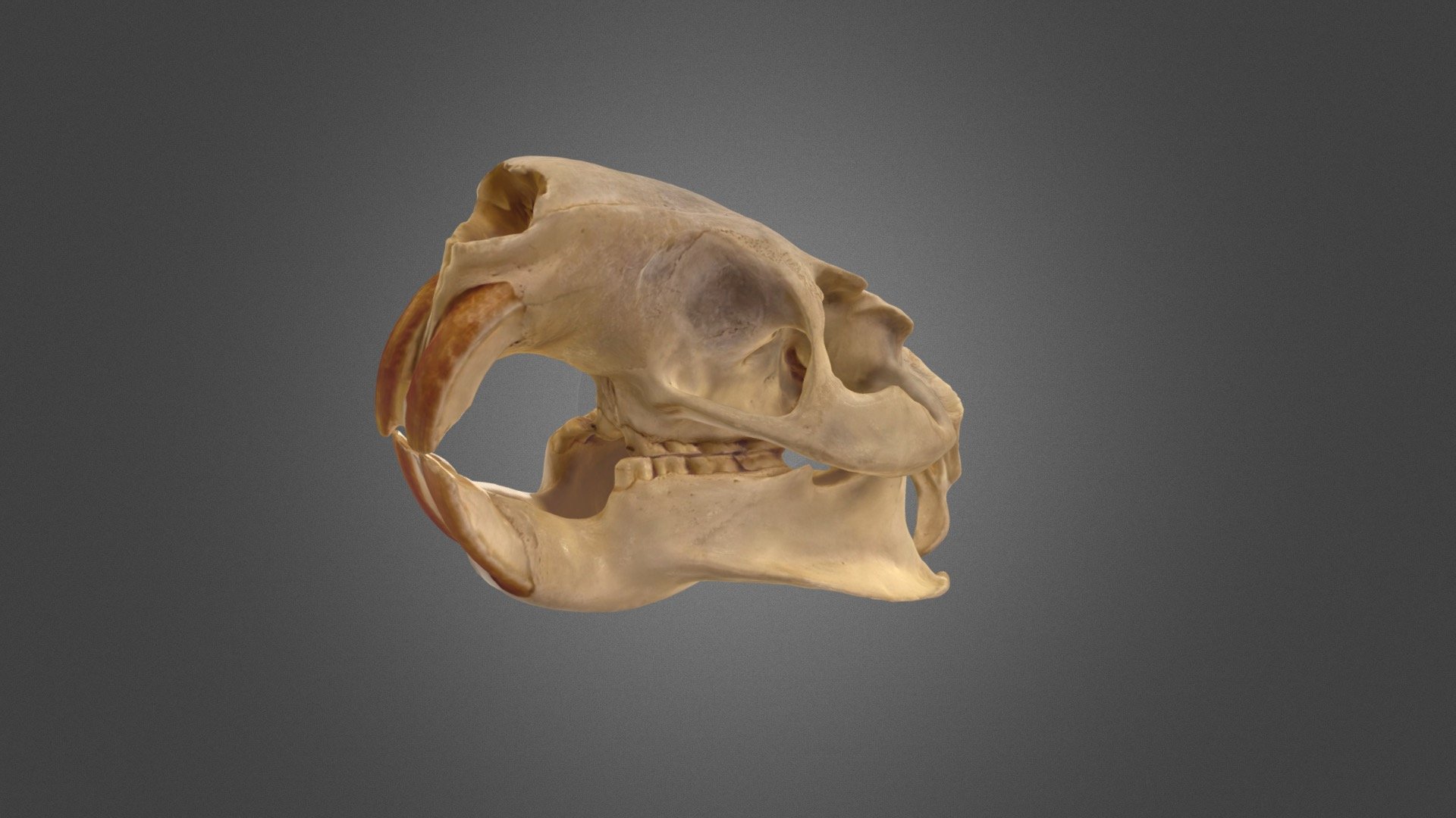 nutria-skull - 3D model by mermaidone [b7c5beb] - Sketchfab