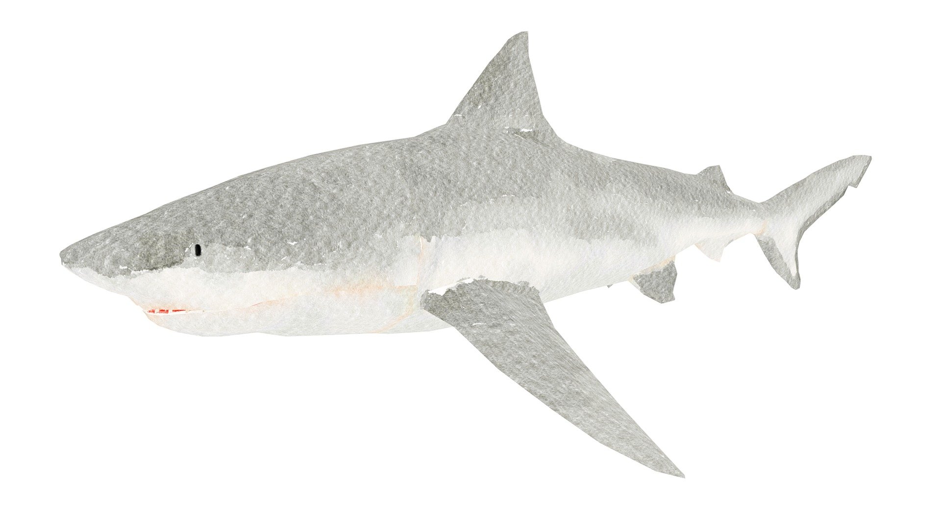 Bull Shark illustration - 3D model by josluat91 [b7d8a66] - Sketchfab